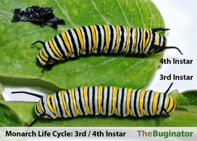 Monarch Life Cycle: 4 Stages / 5 Instars (Photos + Video) | My Monarch ...